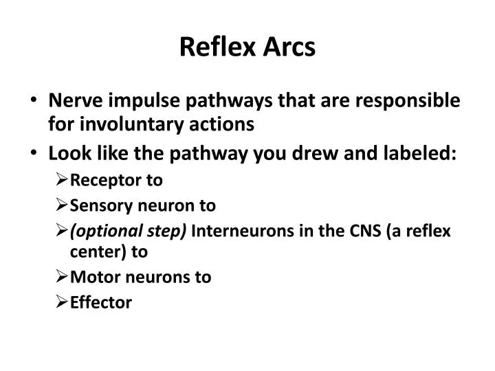 PPT - Reflex Arcs PowerPoint Presentation, free download - ID:1801486