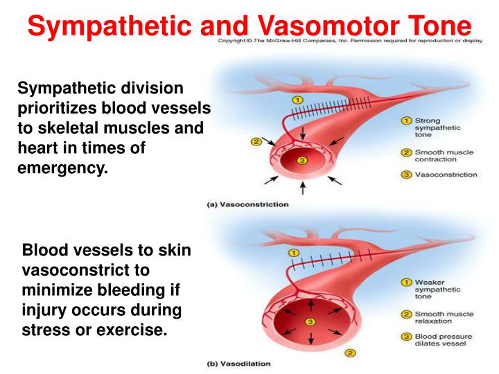 PPT - Human Anatomy & Physiology PowerPoint Presentation - ID:1801786