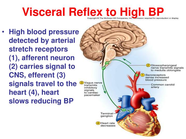 PPT - Human Anatomy & Physiology PowerPoint Presentation - ID:1801786