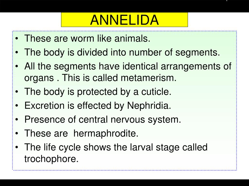 PPT - Phylum: Platyhelminthes , Phylum: Nematoda, Phylum: Annelida ...