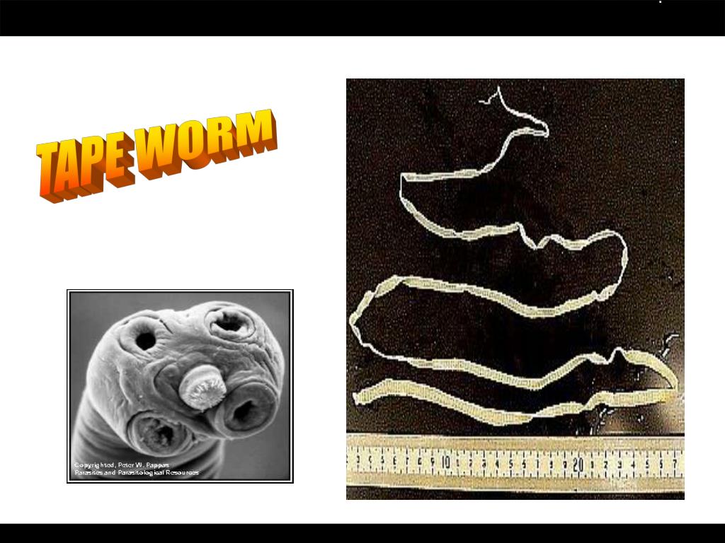 PPT - Phylum: Platyhelminthes , Phylum: Nematoda, Phylum: Annelida ...