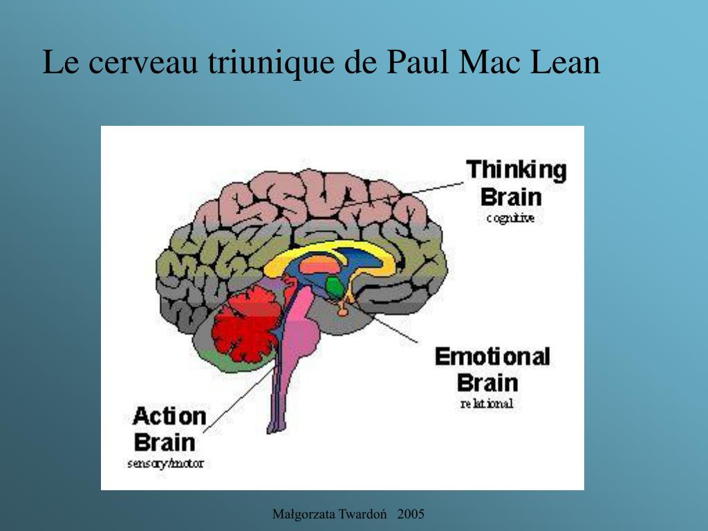 PPT - Entre deux hémisph è res et quatre cerveaux. PowerPoint ...