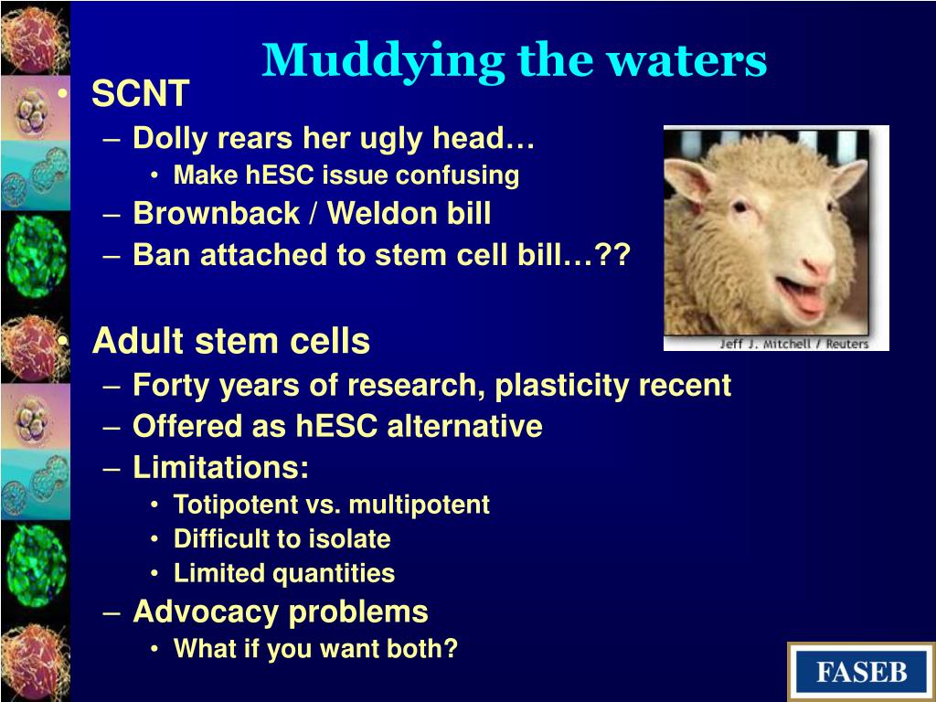 PPT - The Seven Year Itch: Human Embryonic Stem Cell Policy PowerPoint ...