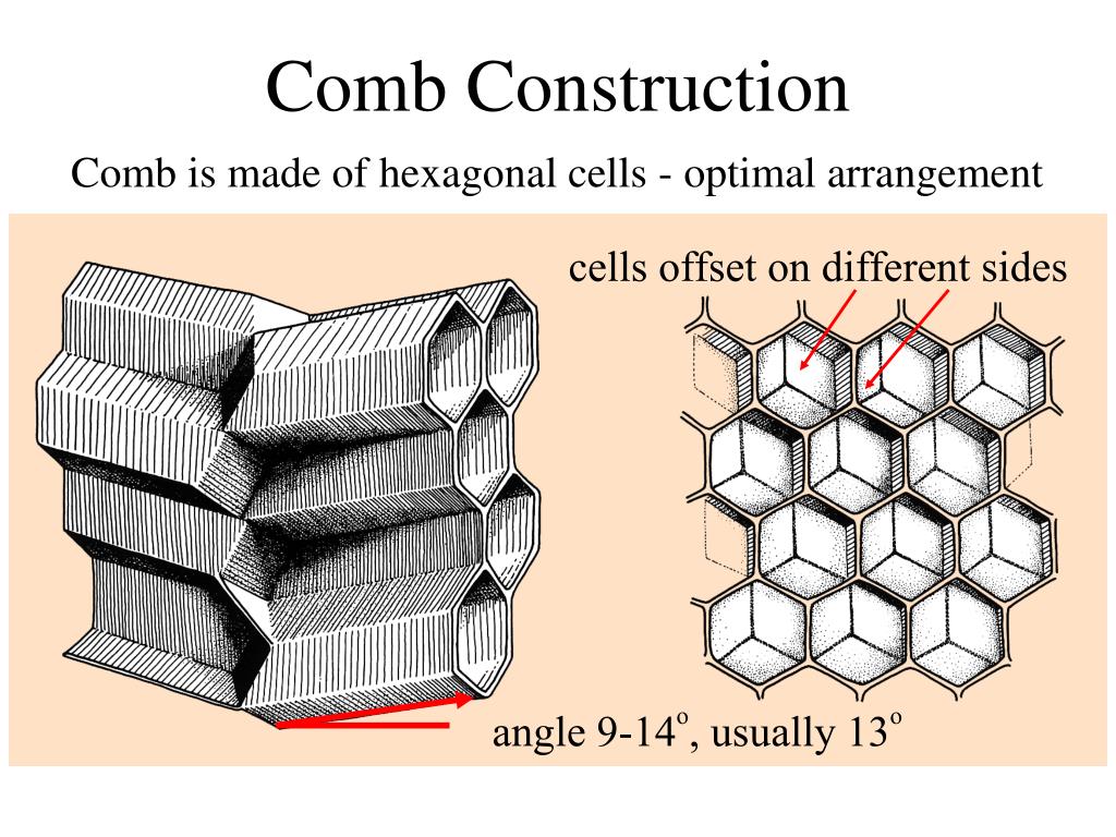 PPT - Honey Bee Biology The Basis for Colony Management PowerPoint ...