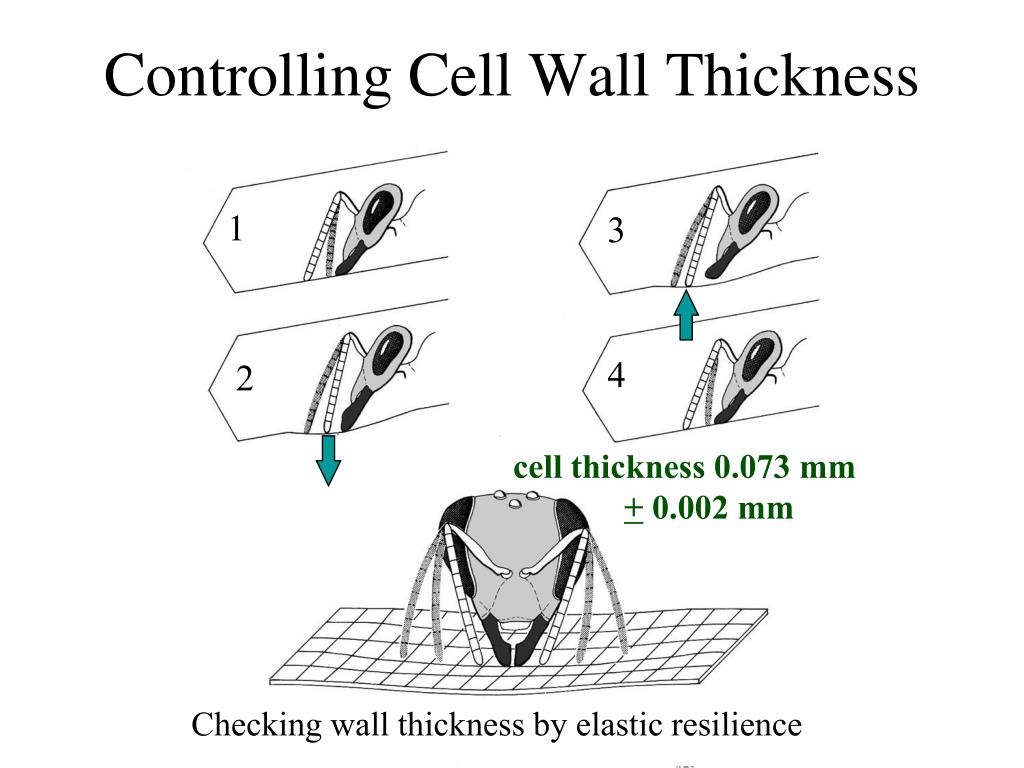 PPT - Honey Bee Biology The Basis for Colony Management PowerPoint ...