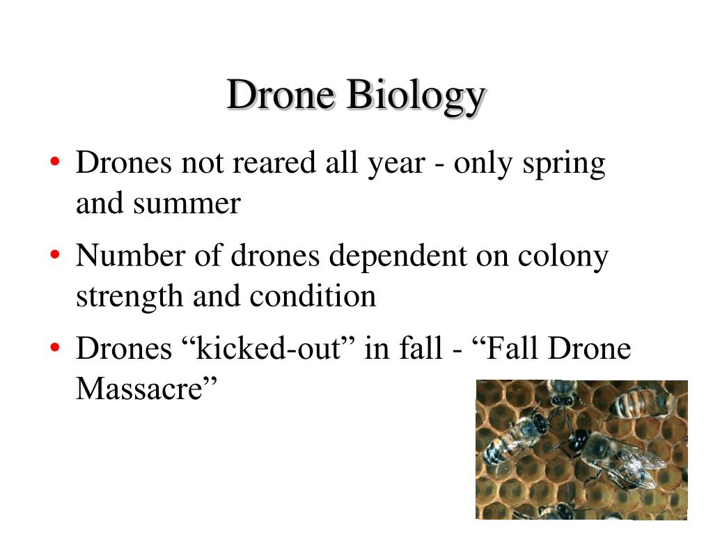 PPT - Honey Bee Biology The Basis for Colony Management PowerPoint ...