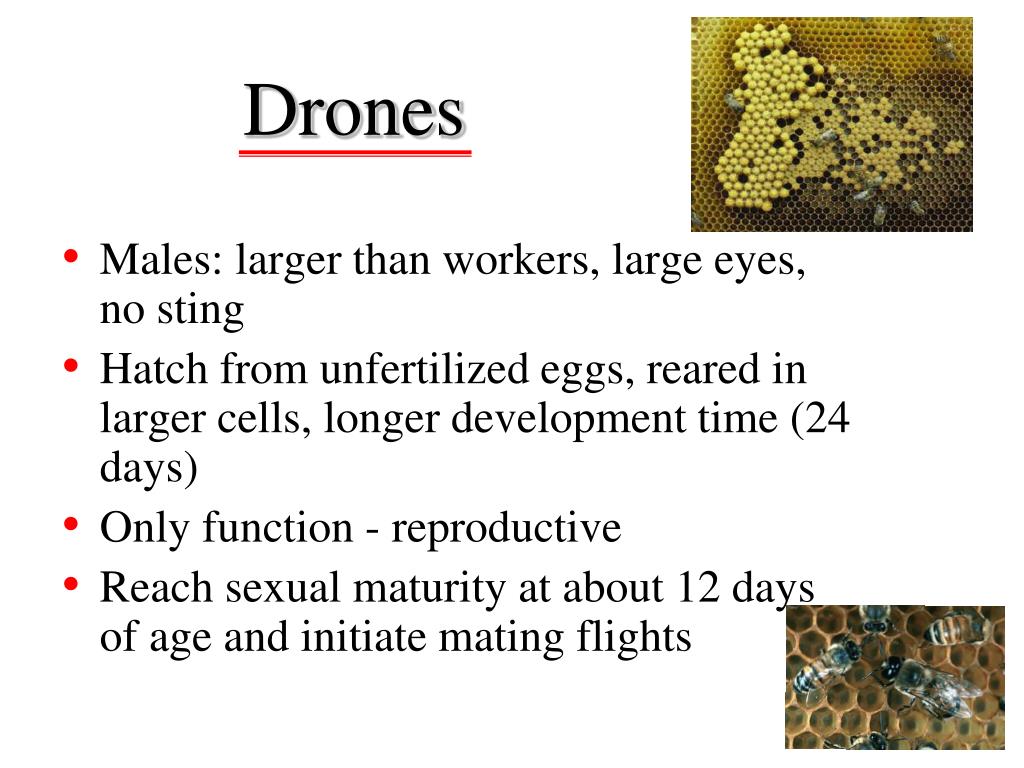 PPT - Honey Bee Biology The Basis for Colony Management PowerPoint ...