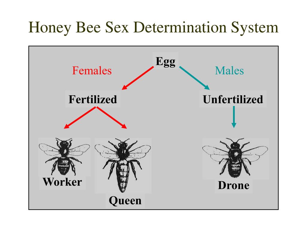 Ppt Honey Bee Biology The Basis For Colony Management Powerpoint