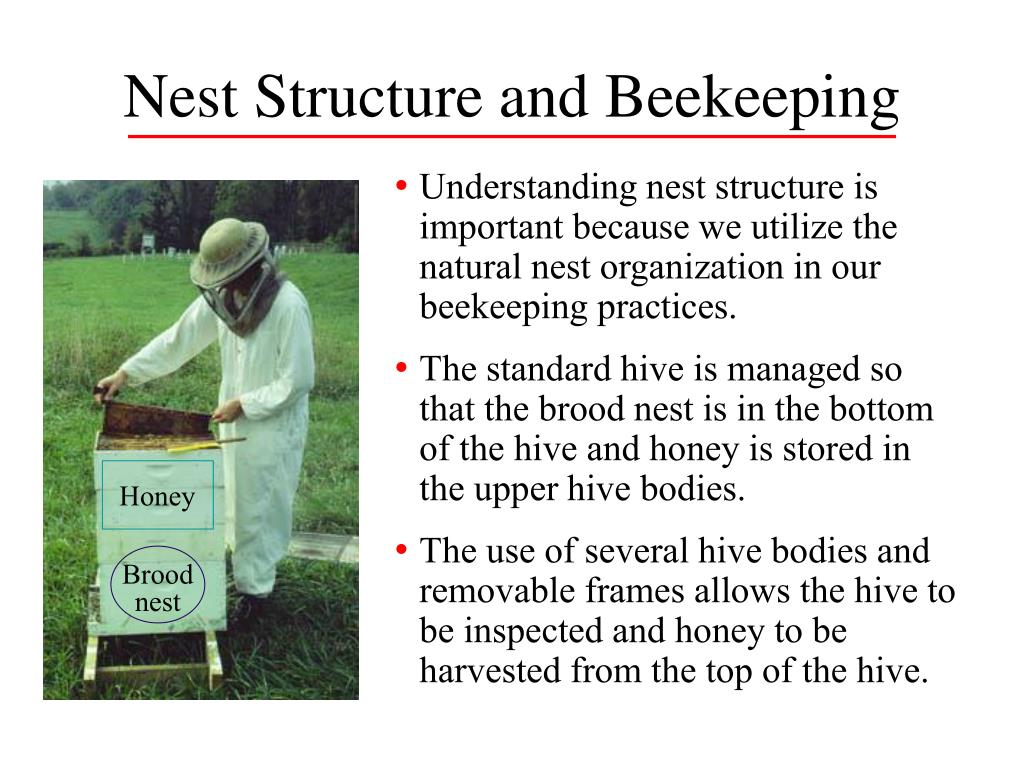 PPT - Honey Bee Biology The Basis for Colony Management PowerPoint ...