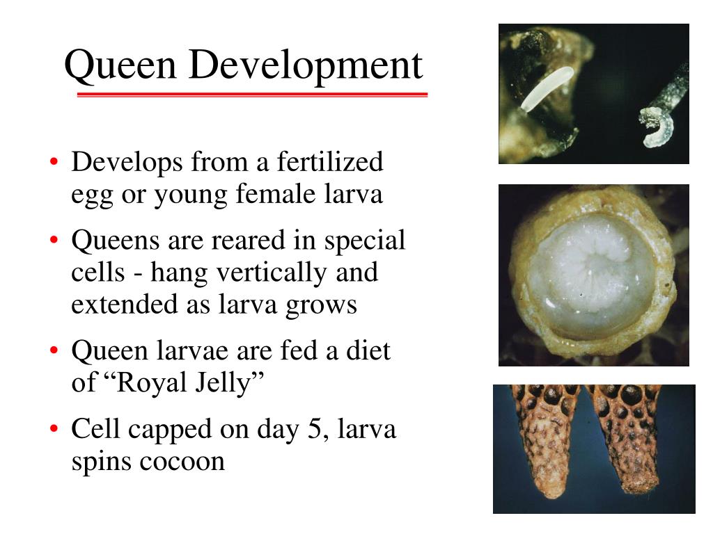 PPT - Honey Bee Biology The Basis for Colony Management PowerPoint ...
