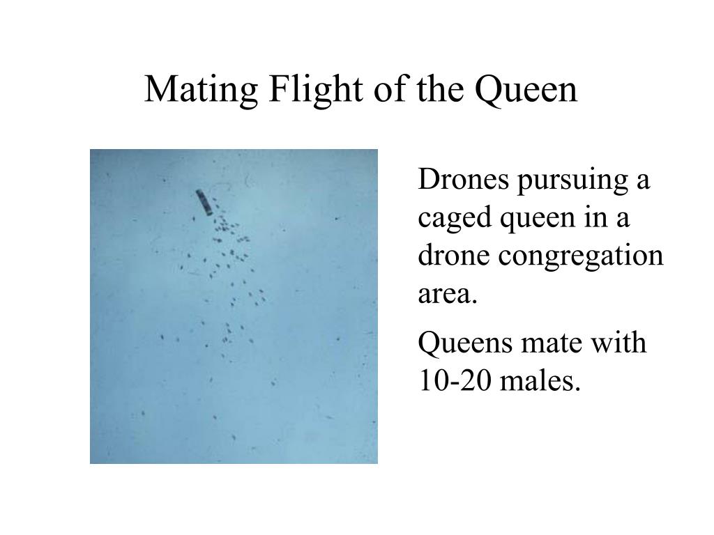 PPT - Honey Bee Biology The Basis for Colony Management PowerPoint ...