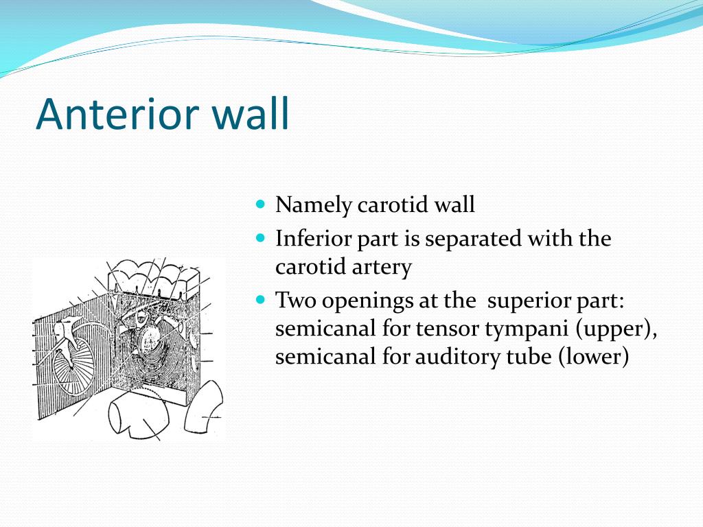 PPT - Clinical anatomy & physiology of the ear PowerPoint Presentation ...