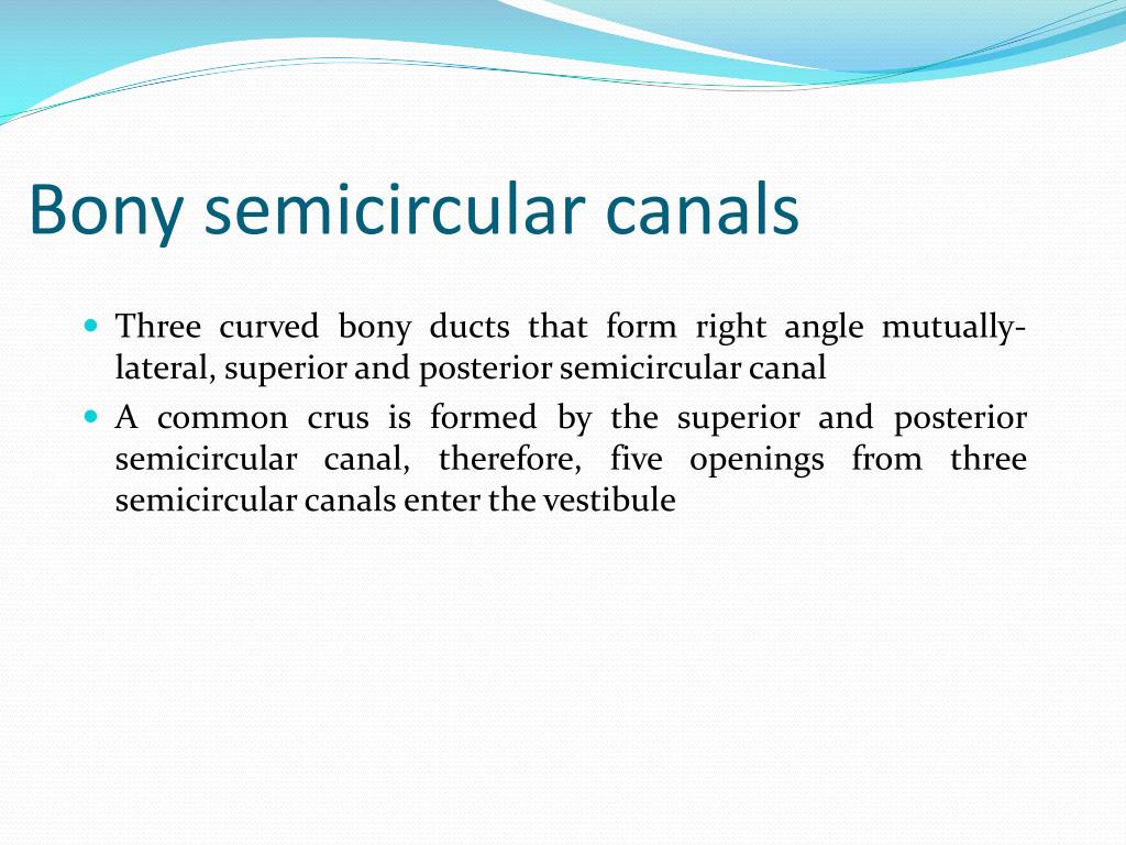 PPT - Clinical anatomy & physiology of the ear PowerPoint Presentation ...
