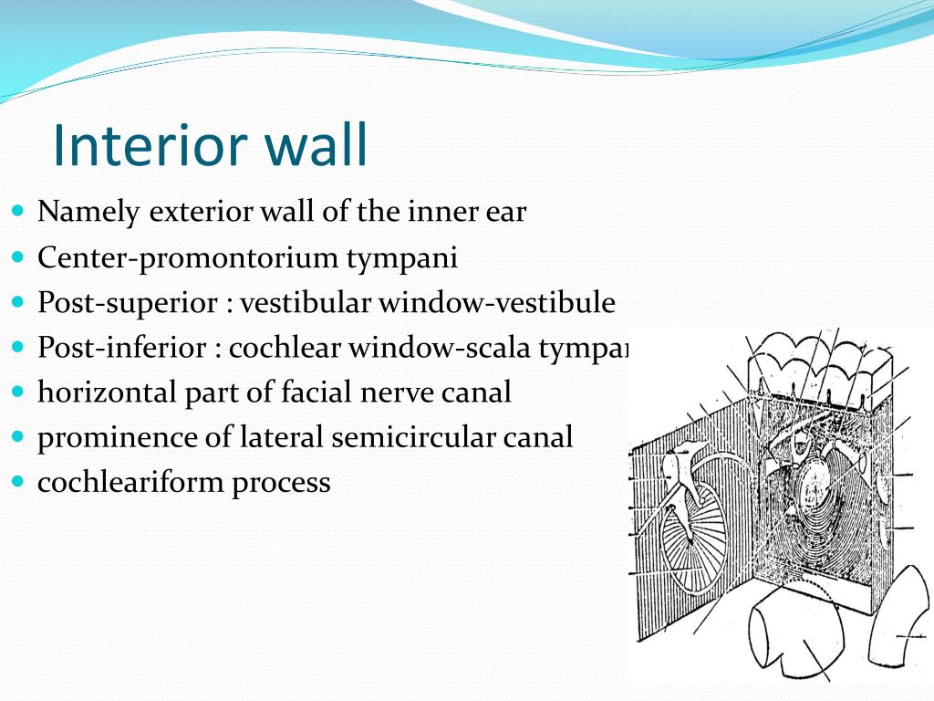 PPT - Clinical anatomy & physiology of the ear PowerPoint Presentation ...