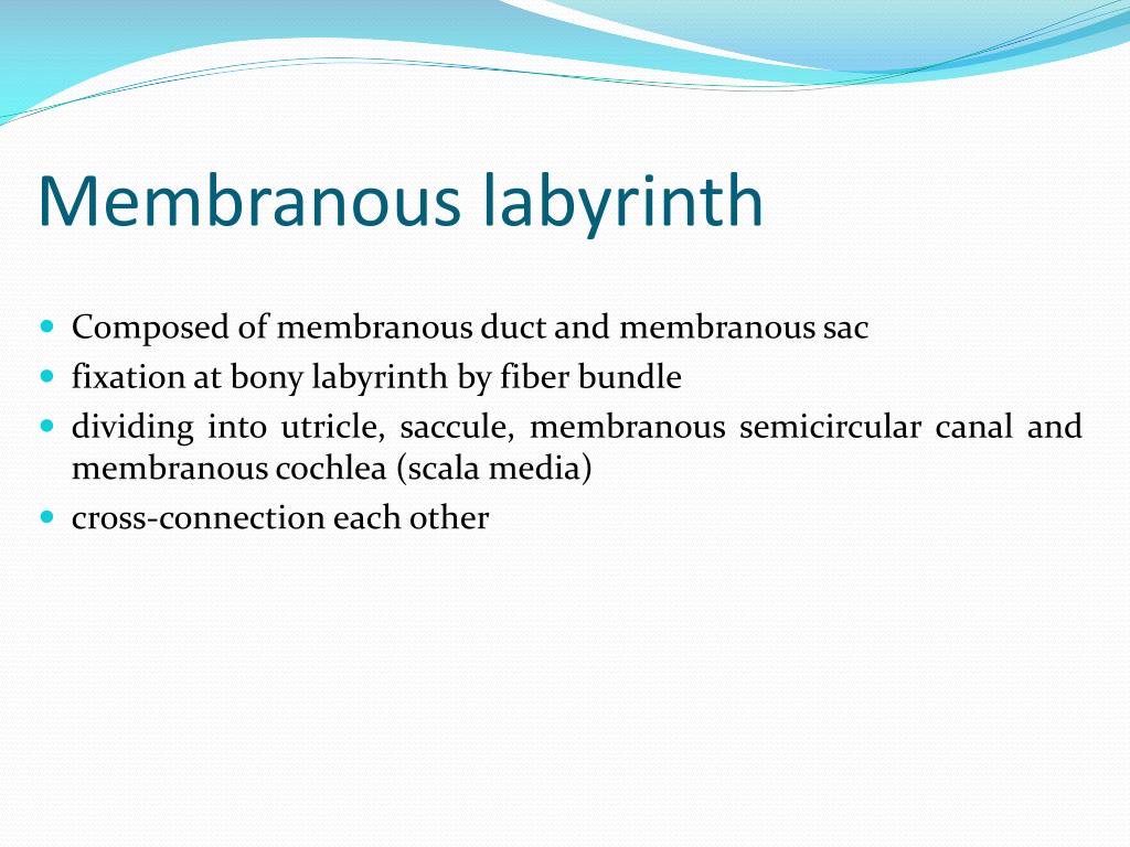 PPT - Clinical anatomy & physiology of the ear PowerPoint Presentation ...