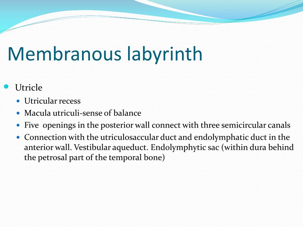 PPT - Clinical anatomy & physiology of the ear PowerPoint Presentation ...