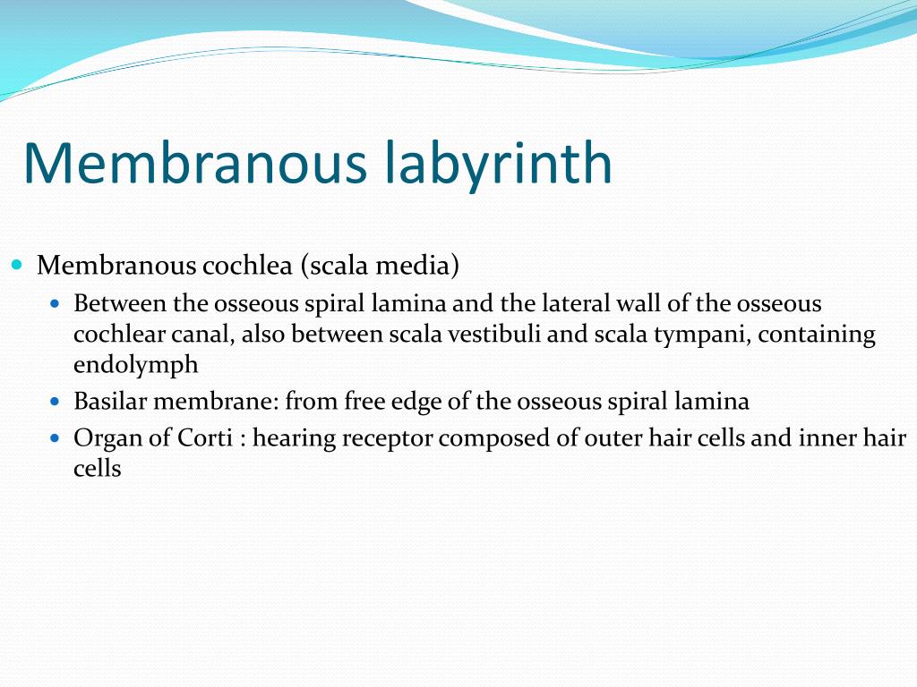 PPT - Clinical anatomy & physiology of the ear PowerPoint Presentation ...