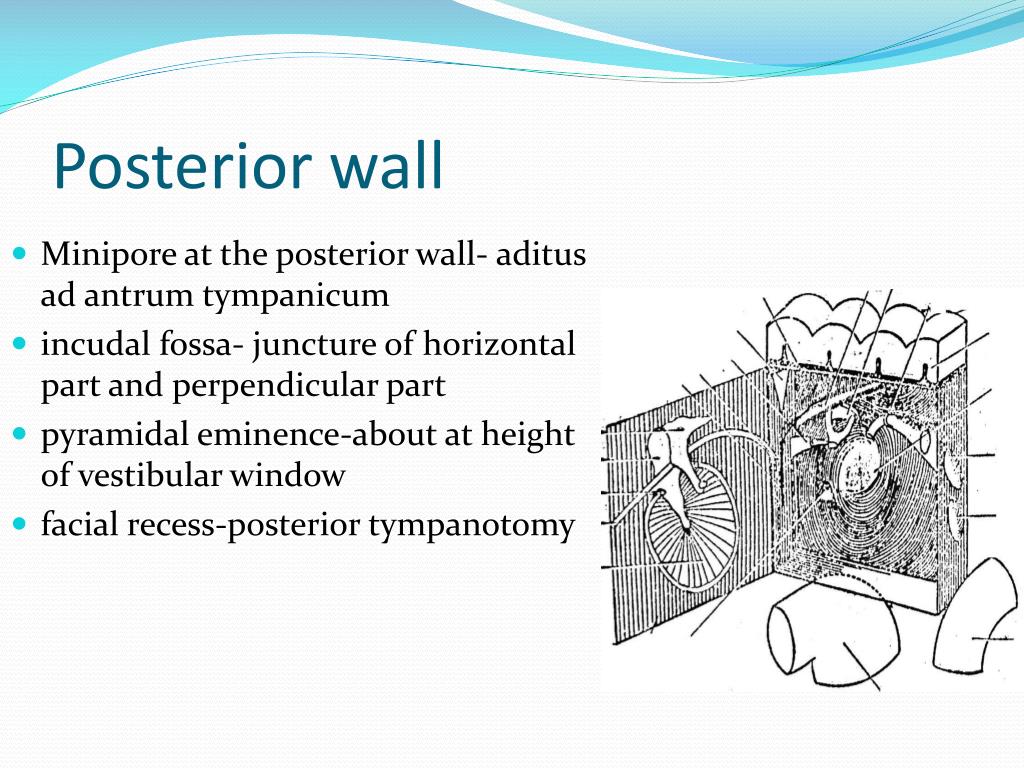 PPT - Clinical anatomy & physiology of the ear PowerPoint Presentation ...
