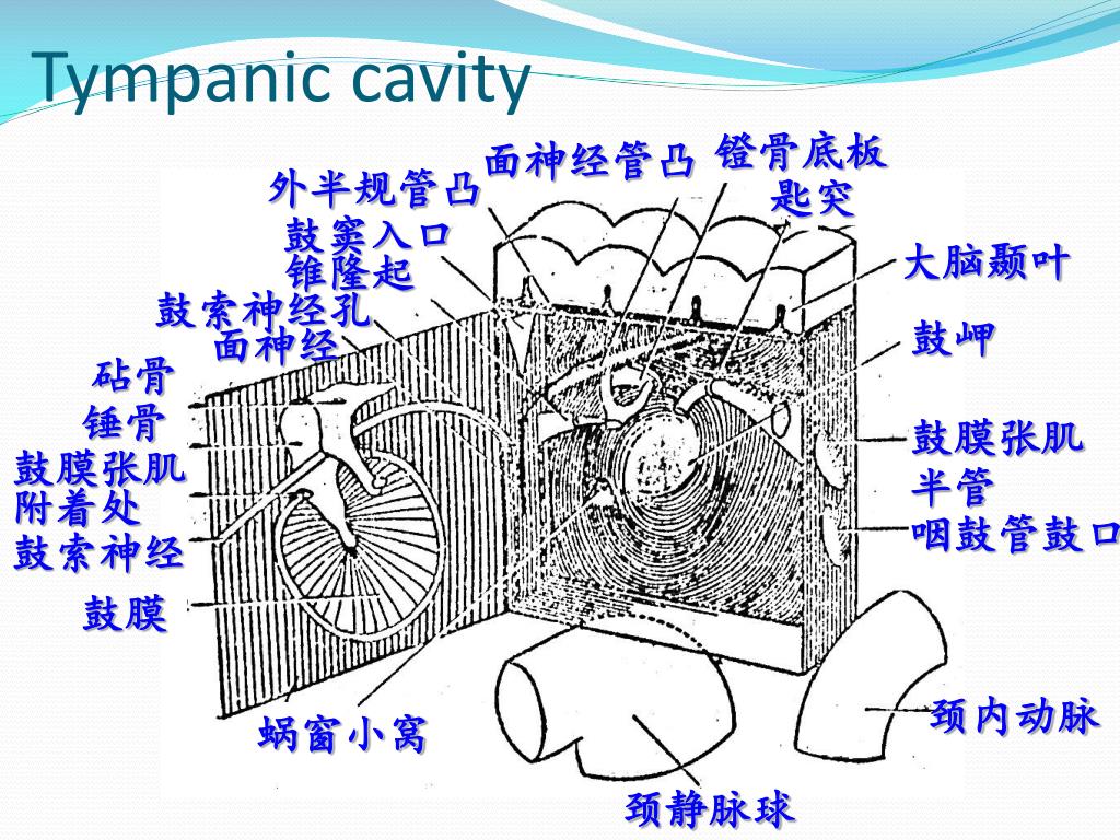 PPT - Clinical anatomy & physiology of the ear PowerPoint Presentation ...