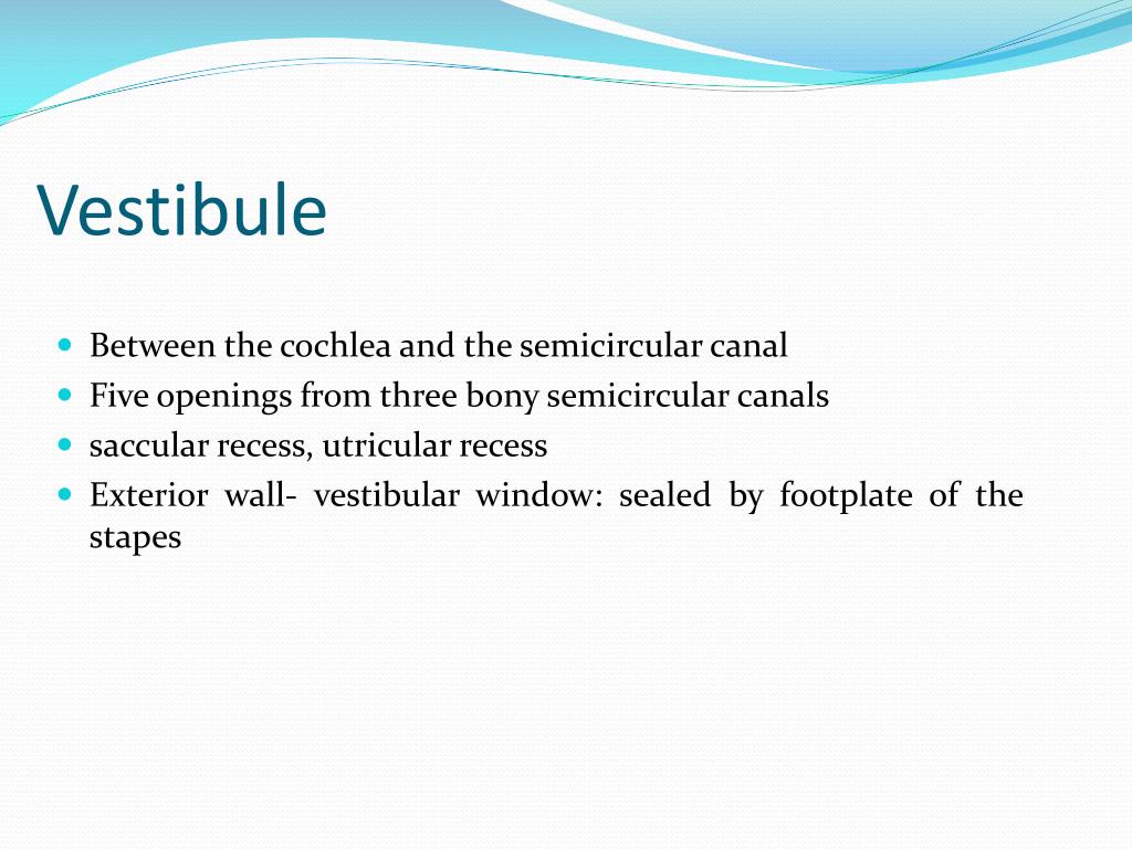PPT - Clinical anatomy & physiology of the ear PowerPoint Presentation ...