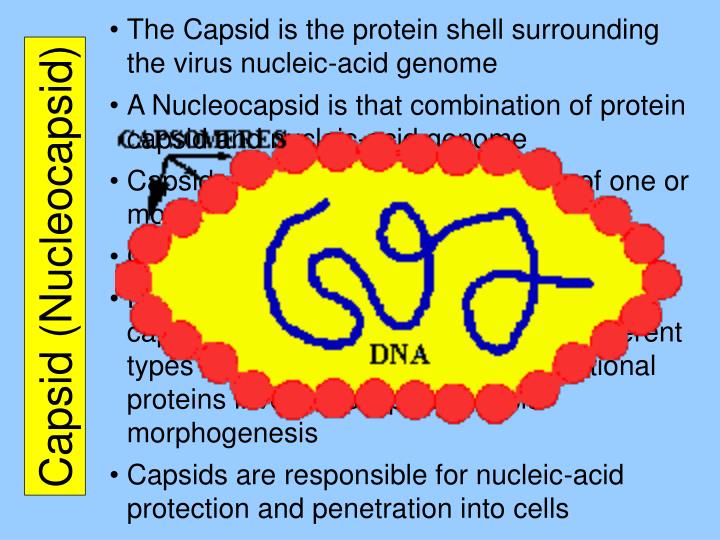 PPT - Virus (Virion Particle) PowerPoint Presentation - ID:1803481