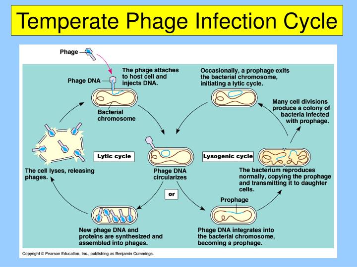 PPT - Virus (Virion Particle) PowerPoint Presentation - ID:1803481