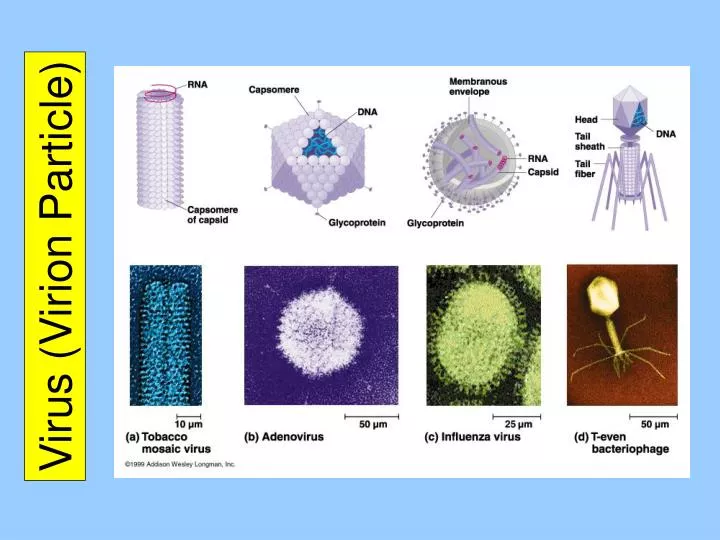 PPT - Virus (Virion Particle) PowerPoint Presentation, free download ...