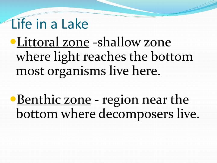 PPT - Chapter 7: Aquatic Ecosystems PowerPoint Presentation - ID:1804298
