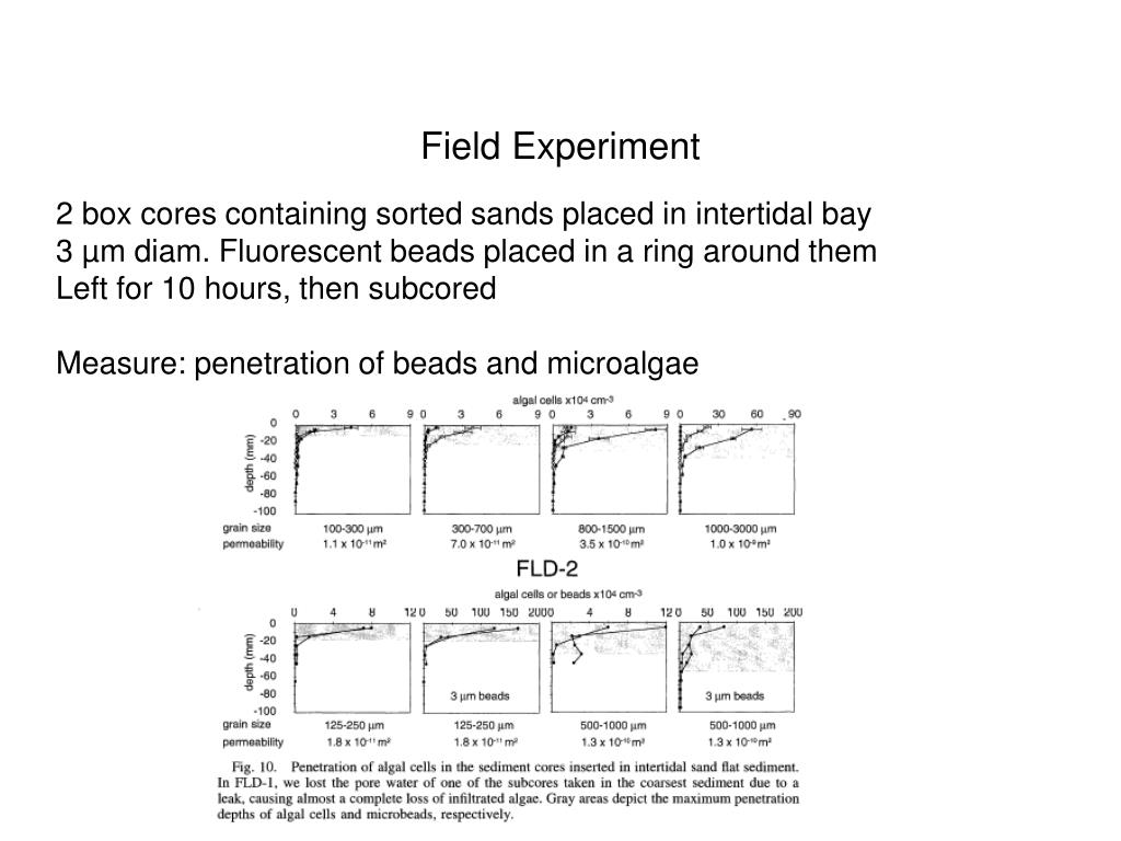 PPT - Shallow -water sediments: Early diagenesis in sandy sediments ...