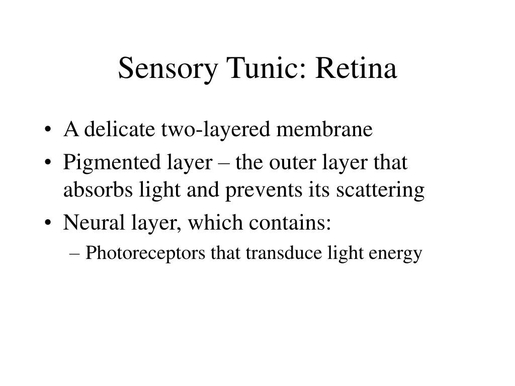 PPT - BIOLOGY OF HUMAN AGING PowerPoint Presentation, free download ...