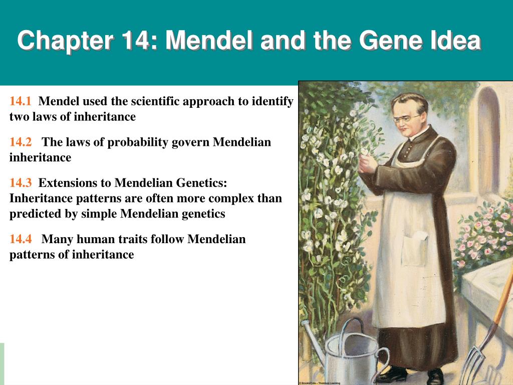 Ppt Chapter 14 Mendel And The Gene Idea Powerpoint Presentation