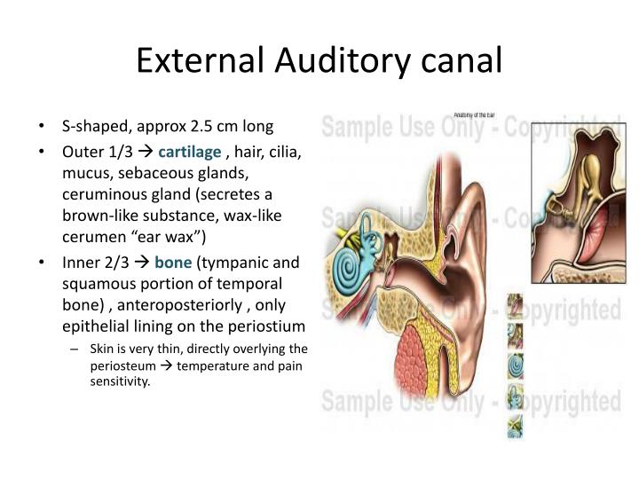 PPT - THE EAR PowerPoint Presentation - ID:1805221