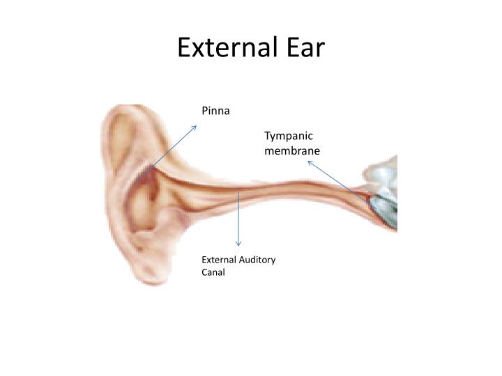 PPT - THE EAR PowerPoint Presentation - ID:1805221