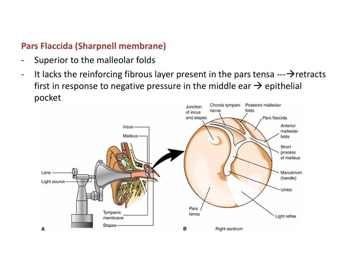 PPT - THE EAR PowerPoint Presentation - ID:1805221