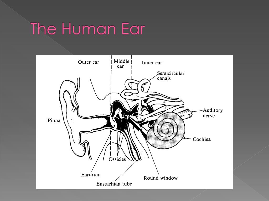 PPT - The Human Ear and Voice PowerPoint Presentation, free download ...