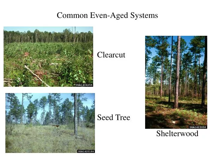 PPT - Common Even-Aged Systems PowerPoint Presentation, free download ...