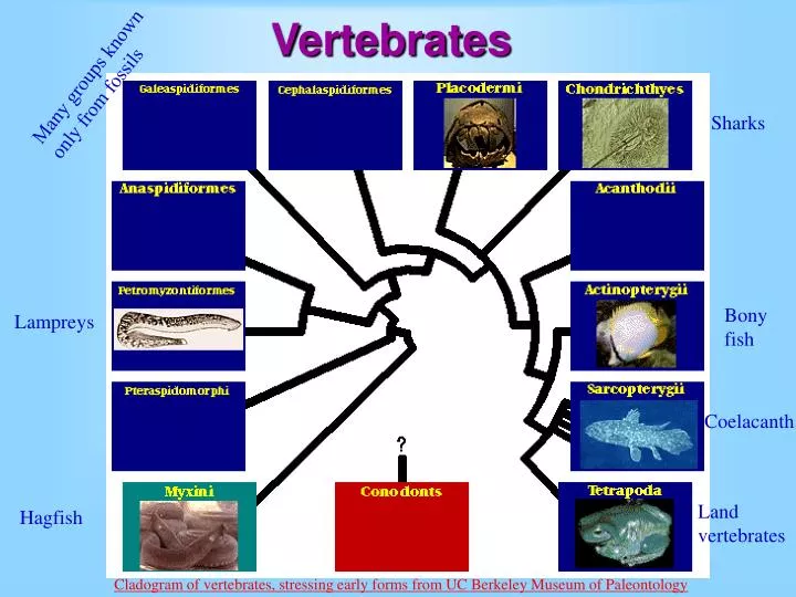 PPT - Vertebrates PowerPoint Presentation, free download - ID:1805589