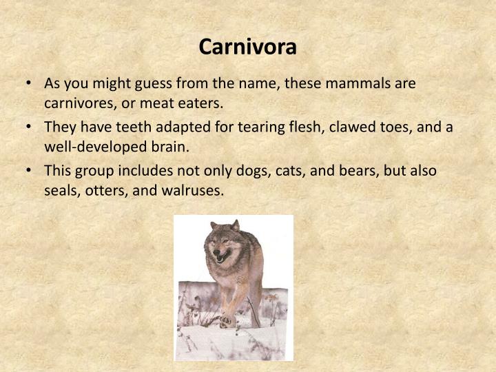 Carnivora Examples