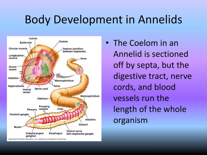 PPT - Mollusca and Annelida PowerPoint Presentation - ID:1805959