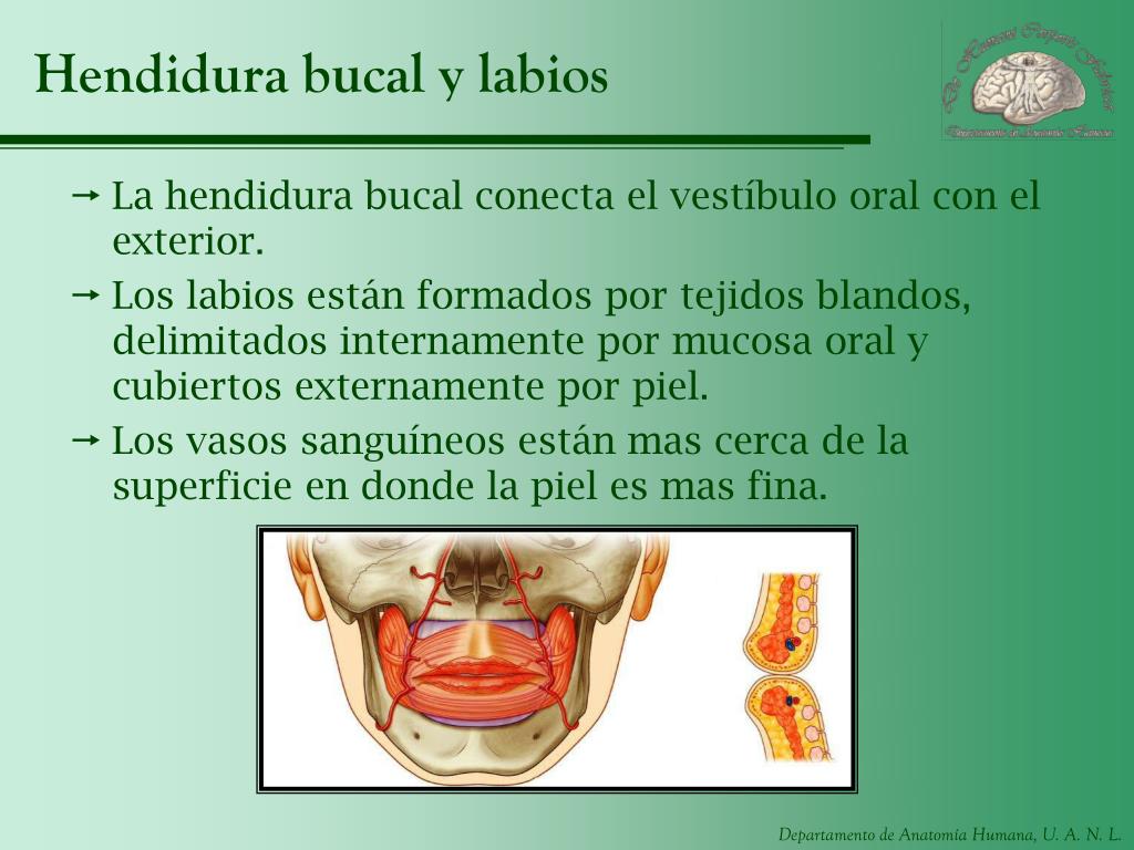 PPT - UNIDAD 8 Cabeza y cuello PowerPoint Presentation, free download ...