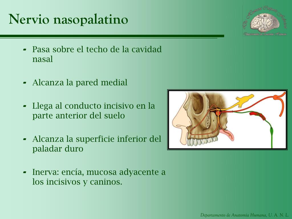 PPT - UNIDAD 8 Cabeza y cuello PowerPoint Presentation, free download ...