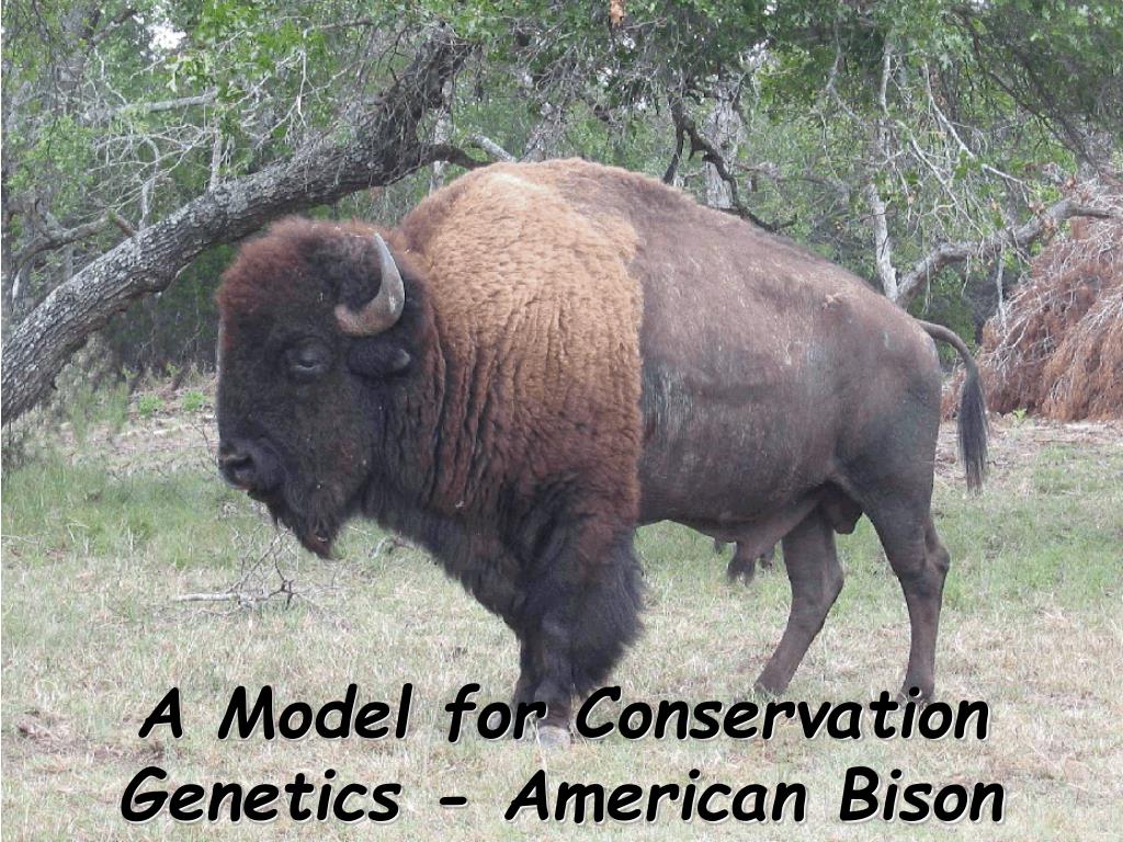 PPT - American Bison Restoration as a Model for the Propagation of ...