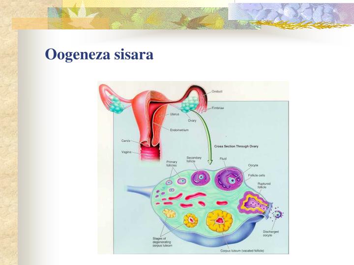 PPT - Spermatogeneza sisara PowerPoint Presentation - ID:1807557