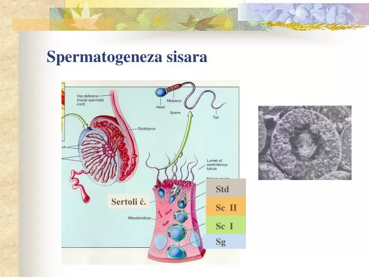 PPT - Spermatogeneza sisara PowerPoint Presentation, free download - ID ...