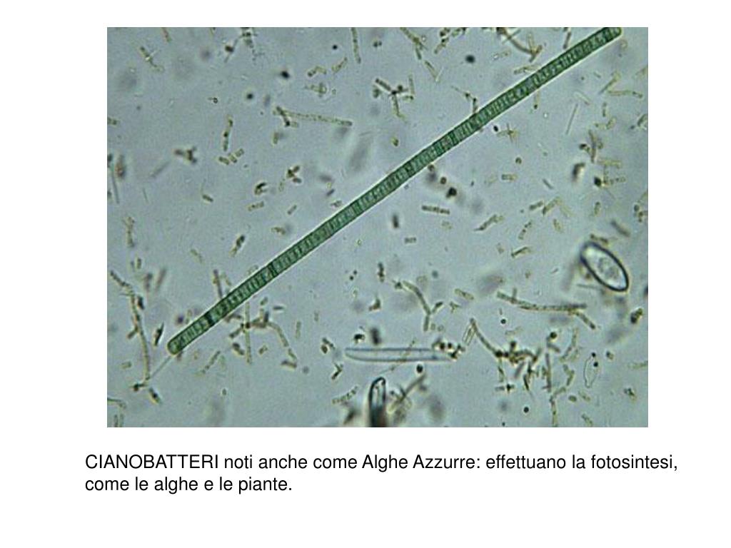 PPT - SEPARAZIONE DEI PIGMENTI FOTOSINTETICI da Foglie Verdi (spinaci ...