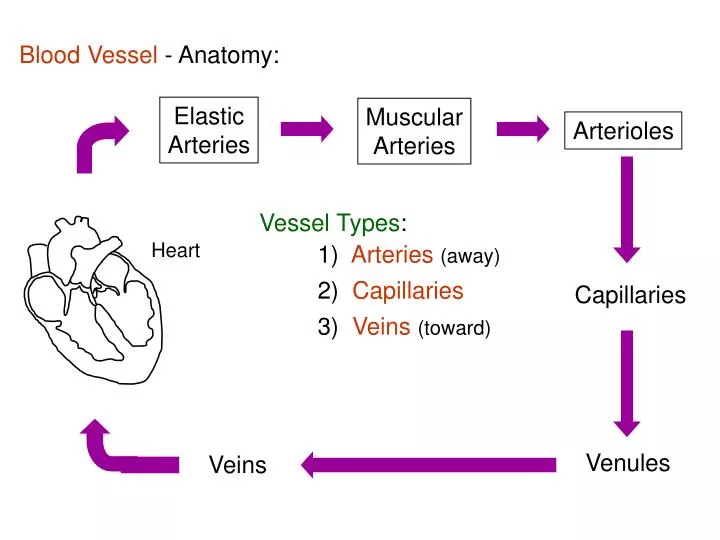 PPT - Heart PowerPoint Presentation, free download - ID:1808860