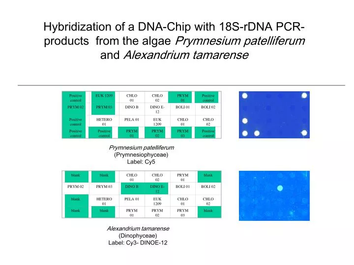 PPT - Hybridization of a DNA-Chip with 18S-rDNA PCR-products from the algae Prymnesium ...
