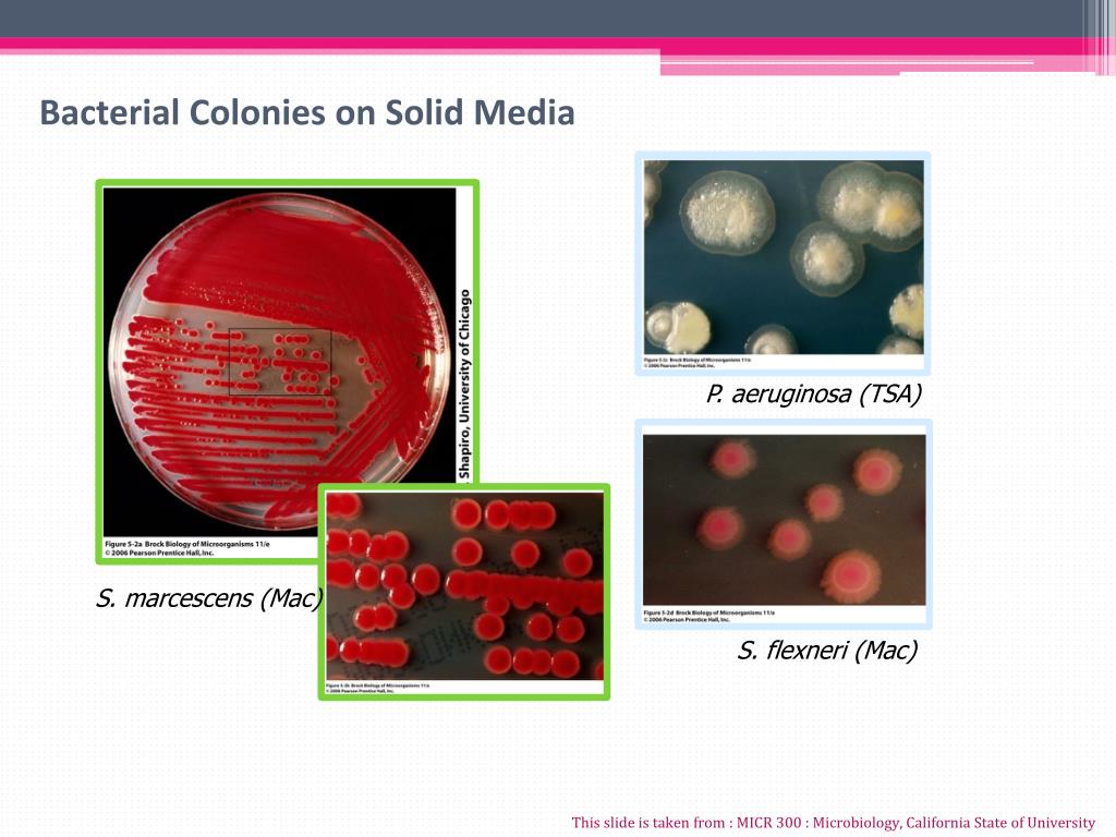 PPT - Environmental Microbiology -Laboratory Manual- prepared for ...