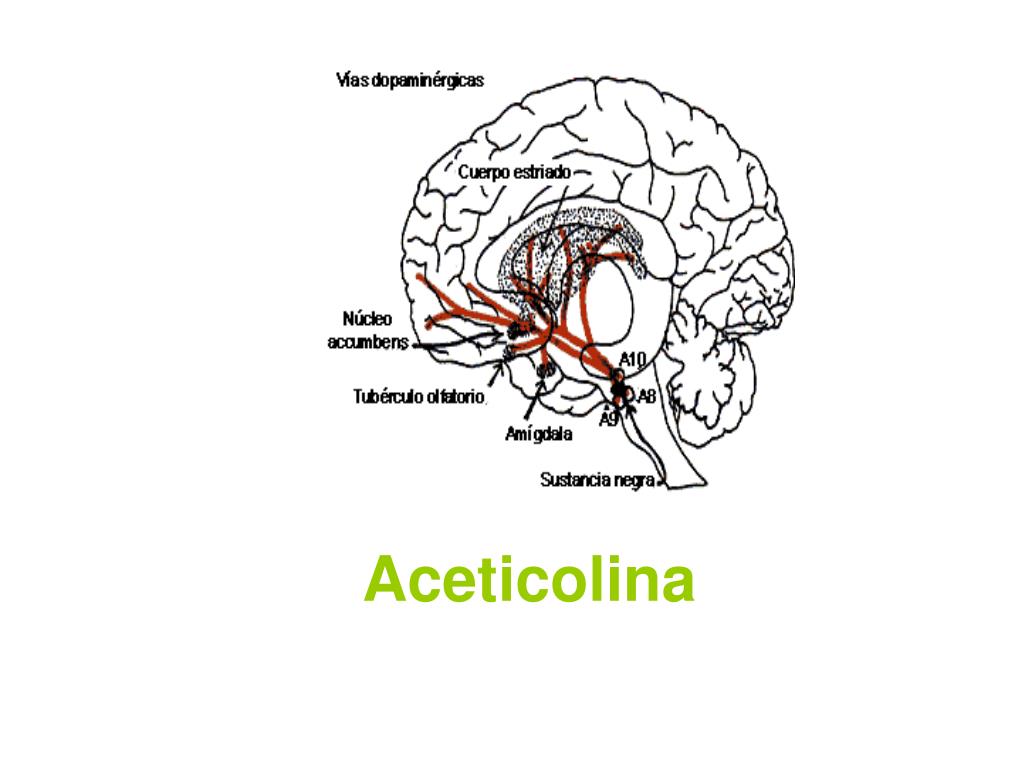 PPT - Neurobioquímica de la acetil colina y catecolaminas PowerPoint ...