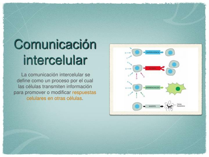 PPT - COMUNICACIÓN INTERCELULAR PowerPoint Presentation - ID:1810241